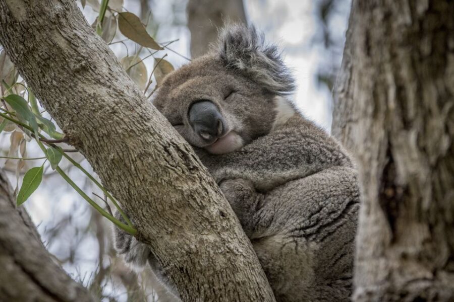 From Melbourne: Great Ocean Road & Wildlife Sightseeing Tour - What We Loved About This Tour