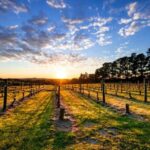 From Melbourne: Mornington Peninsula Food & Wine Taste Trail - What to Expect & Practical Tips
