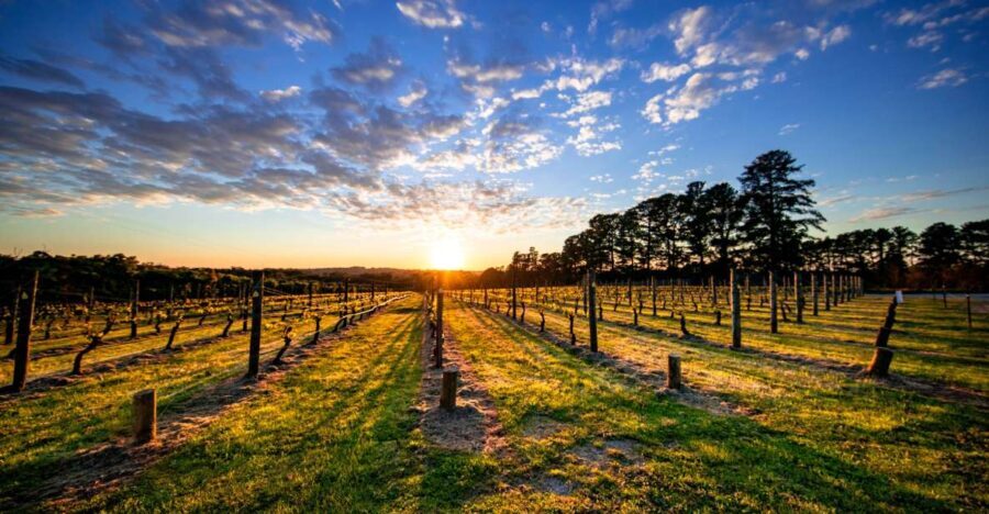From Melbourne: Mornington Peninsula Food & Wine Taste Trail - What to Expect & Practical Tips