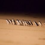 From Melbourne: Penguin Parade Afternoon Tour - What to Expect from the Itinerary