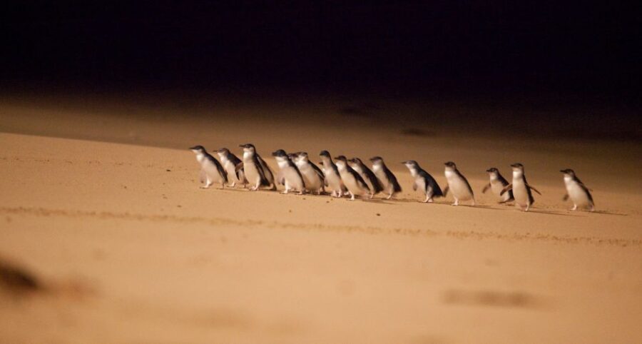 From Melbourne: Penguin Parade Afternoon Tour - What to Expect from the Itinerary