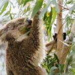 From Melbourne: Penguin Parade and Koalas Tour - Who Will Love This Tour?