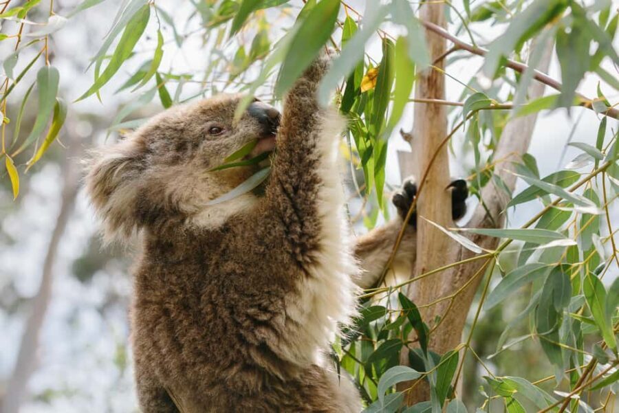 From Melbourne: Penguin Parade and Koalas Tour - Who Will Love This Tour?