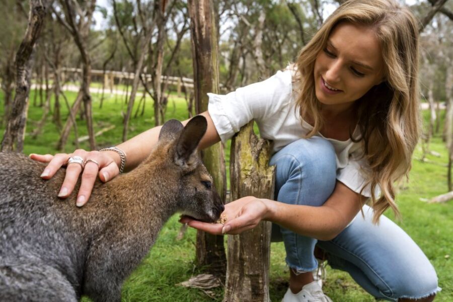 From Melbourne: Penguins and Wildlife Nature Day Tour - Itinerary Breakdown and What Youll Experience