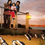 From Melbourne: Phillip Is Penguin Parade & Koala Reserve - Authentic Experiences and Real Feedback