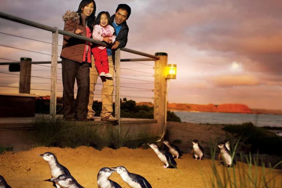 From Melbourne: Phillip Is Penguin Parade & Koala Reserve - Authentic Experiences and Real Feedback