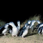 From Melbourne: Phillip Island and Penguin Parade Day Tour - The Value of This Tour