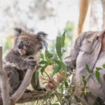 From Melbourne: Phillip Island Penguin Parade Eco Tour - Key Points