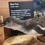 From Melbourne: Phillip Island Penguin Parade Private Tour - Scenic and Cultural Highlights