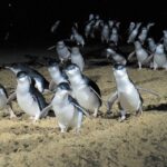 From Melbourne: Puffing Billy and Penguin Parade Combo Tour - What’s Included and What’s Not