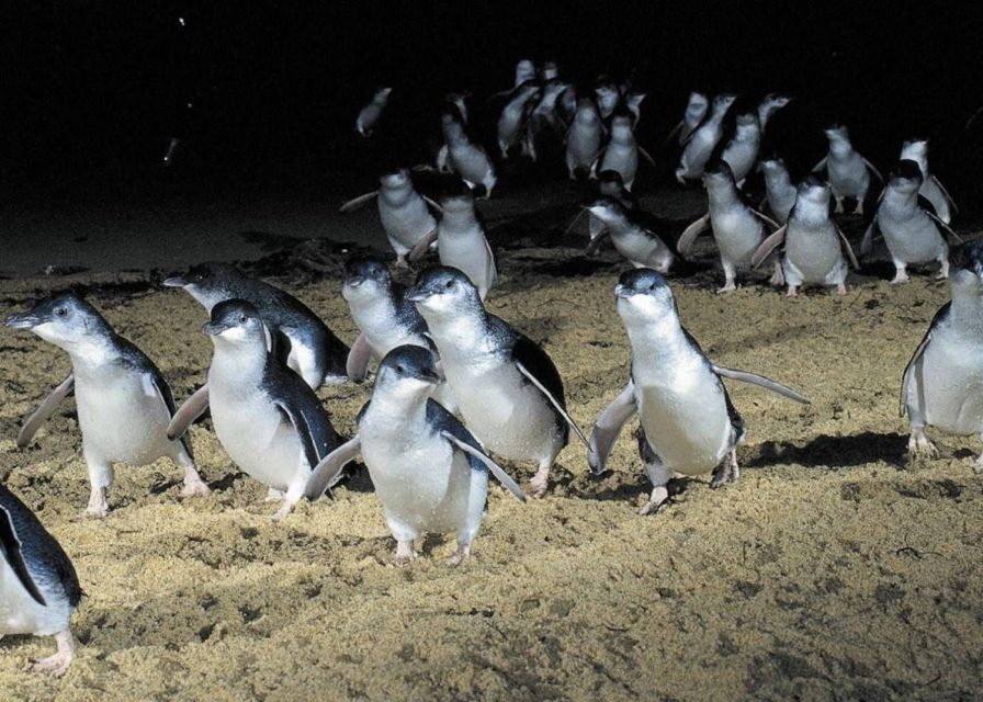 From Melbourne: Puffing Billy and Penguin Parade Combo Tour - What’s Included and What’s Not