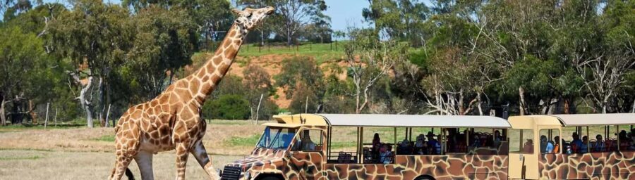 From Melbourne: Werribee Open Range Zoo & Werribee Mansion - FAQ
