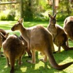 From Melbourne: Yarra Valley Wildlife & Wine Day Tour - Why This Tour Is a Great Choice