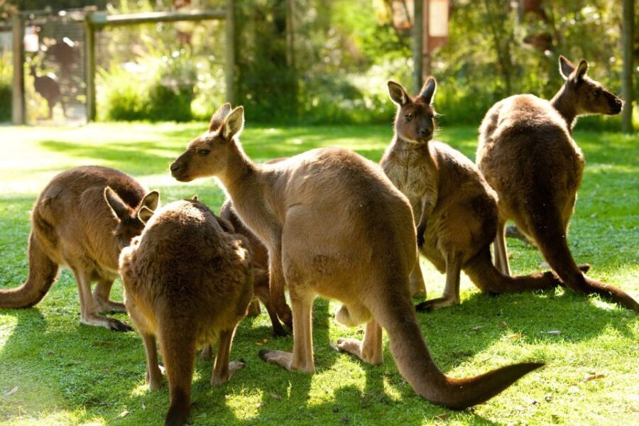 From Melbourne: Yarra Valley Wildlife & Wine Day Tour - Why This Tour Is a Great Choice