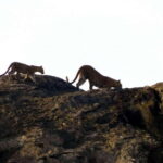 From Mirissa / Galle / Bentota : DAY TOUR to ELLA & Return - Practical Tips for Travelers