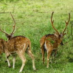 From Mirissa / Galle / Tangalle to Yala Safari & Drop- Ella - Analyzing the Value