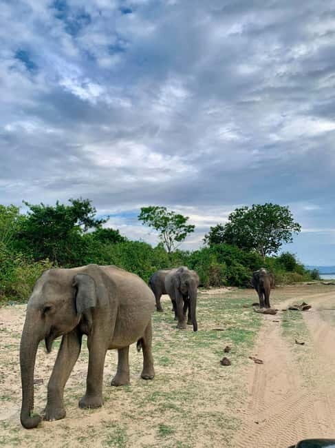 From Mirissa/ Galle/ Tangalle - Yala Leopard Safari Tour - Wildlife Viewing & Authentic Encounters