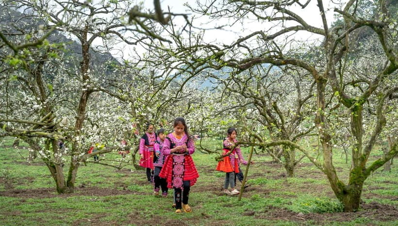 From Moc Chau: 3-Day Tea Farm and Waterfall Tour - Embracing Local Culture and Market Life