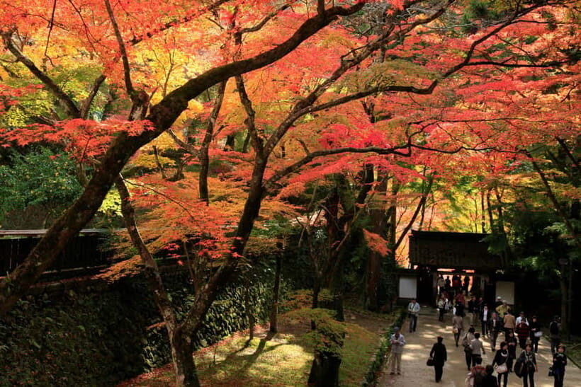 From Nagoya: Obara Shiki-Zakura and Korankei Autumn Trip - What the Reviews Say