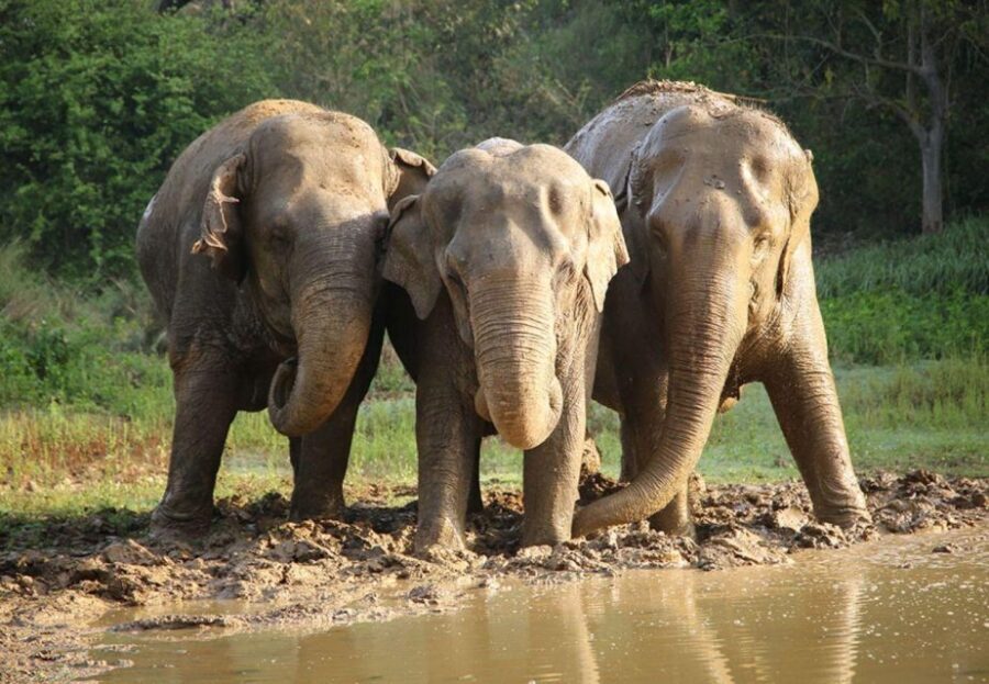 From New Delhi: Taj Mahal Sunrise Tour and Elephant Wildlife - Analyzing the Value