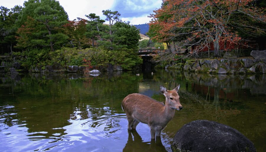 From Osaka: 10-hour Private Day Tour to Kyoto and Nara - Exploring Kyoto’s Charm