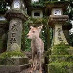 From Osaka: Kyoto & Nara Highlights Day Tour (7 attractions) - What Sets This Tour Apart?