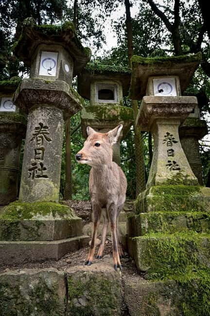 From Osaka: Kyoto & Nara Highlights Day Tour (7 attractions) - What Sets This Tour Apart?