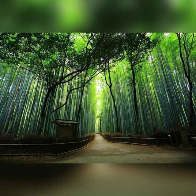 From Osaka/Kyoto: Private Kyoto & Nara Day Trip with Pickup - What’s Included and What’s Not