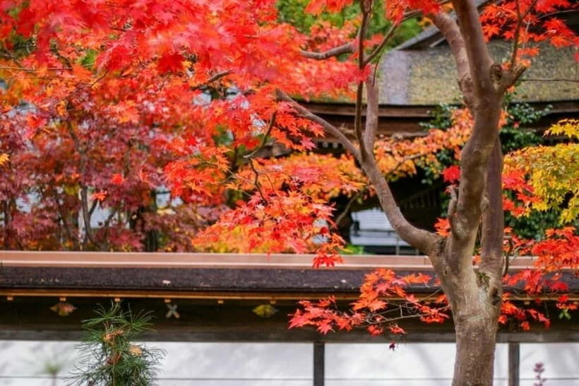 From Osaka: Mt. Koya Autumn Leaves Tour with Fruit Picking - An In-Depth Look at the Tour Experience