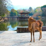 From Osaka: Nara, Kiyomizu-dera & Fushimi Inari Trip - The Transport and Timing