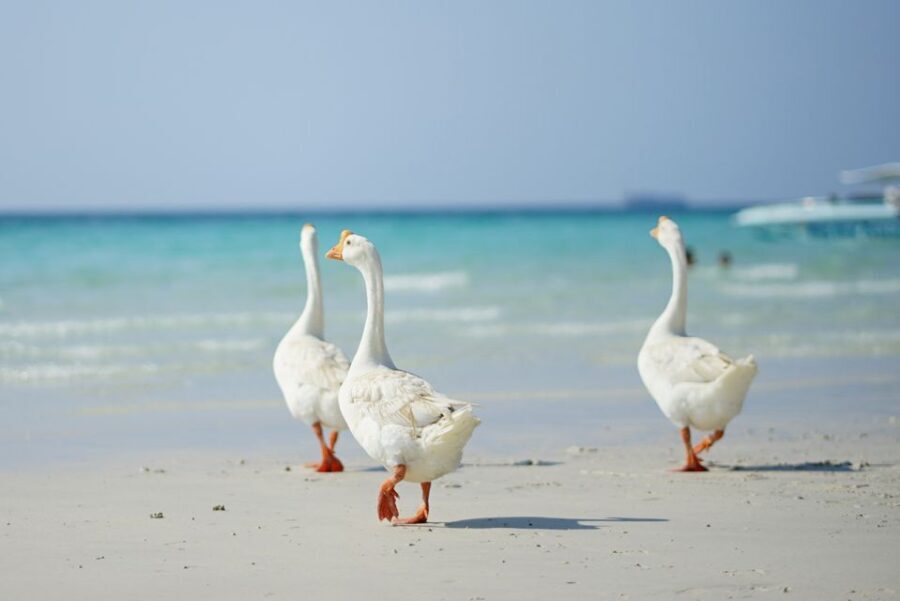 From Pattaya/Bangkok: Island Day Trip with Beach Activities - Practical Details That Matter