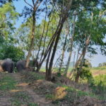From Pattaya: Living Green Elephant Sanctuary Day Trip - The Value of Your Visit