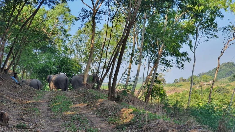 From Pattaya: Living Green Elephant Sanctuary Day Trip - The Value of Your Visit
