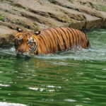 From Penang: Enlightening Taiping Private Day Tour - Why This Tour Stands Out