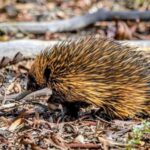 From Perth: Australian Animal Night Safari - Practical Considerations and Value