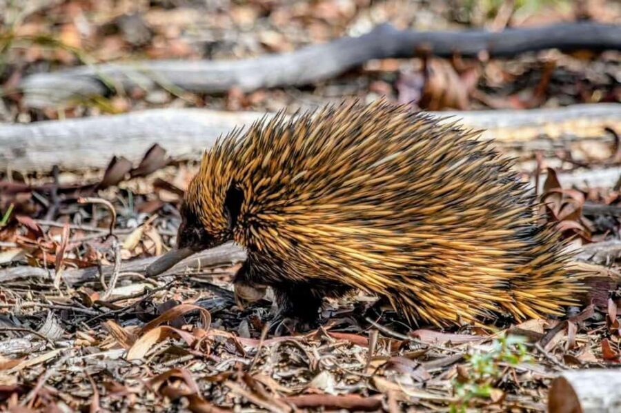 From Perth: Australian Animal Night Safari - Practical Considerations and Value