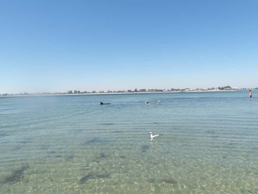 From Perth: Rockingham Seal & Penguin Islands Sea Kayak Tour - FAQs