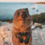 From Perth: Rottnest Island Ferry & Bus Day Tour - Who is this tour best suited for?