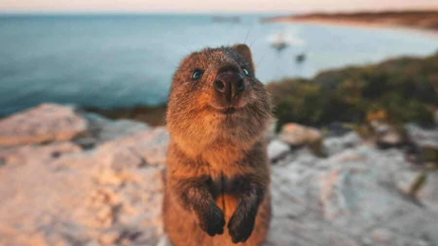 From Perth: Rottnest Island Ferry & Bus Day Tour - Who is this tour best suited for?