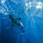 From Phi Phi : Full Day tour by Speed Boat with Lunch - Who Is This Tour Best For?
