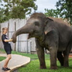 From Phuket: Elephant Jungle Sanctuary Feed and Shower Trip - What’s Included and Practical Considerations