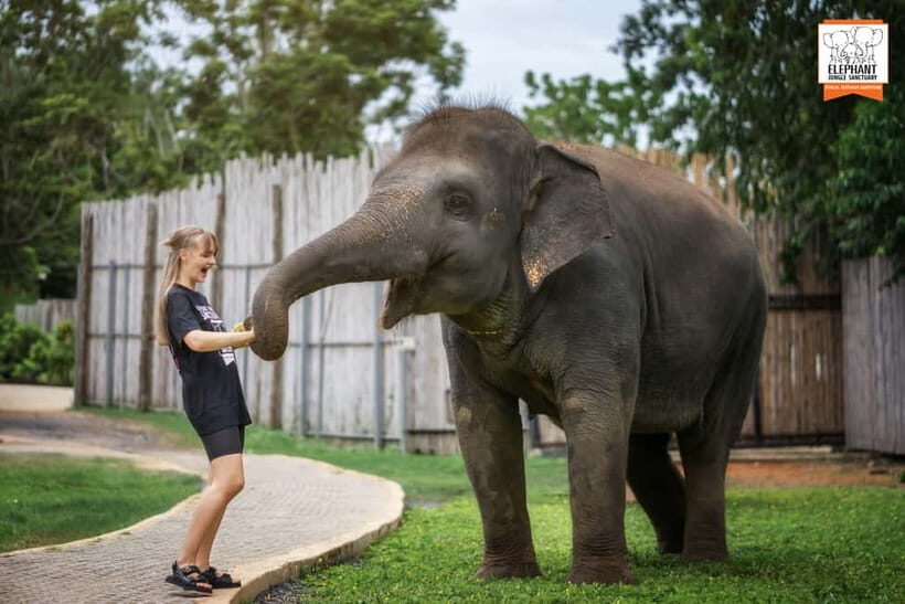 From Phuket: Elephant Jungle Sanctuary Feed and Shower Trip - What’s Included and Practical Considerations