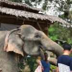 From Phuket & Khao Lak: Elephant Care with Waterfall Visit - What Sets This Tour Apart