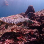 From Phuket: Phi Phi Islands Speedboat Tour - Exploring Hidden Coves and Secluded Beaches