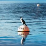 From Port Arthur: Tasman Island Wilderness Cruise - The Itinerary and Experience in Detail
