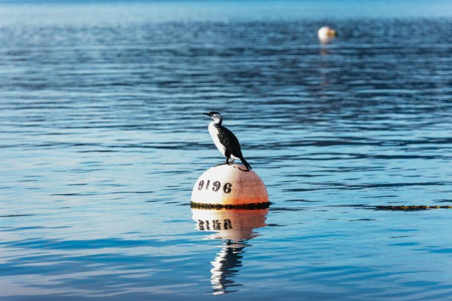 From Port Arthur: Tasman Island Wilderness Cruise - The Itinerary and Experience in Detail
