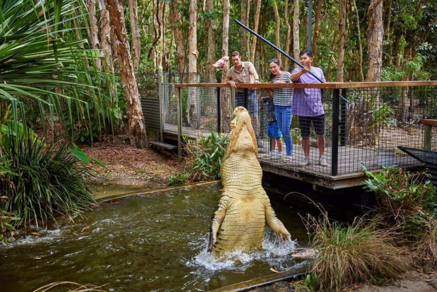 From Port Douglas: Hartley's Crocodile Park, Skyrail & Train - A Closer Look at the Itinerary and Highlights