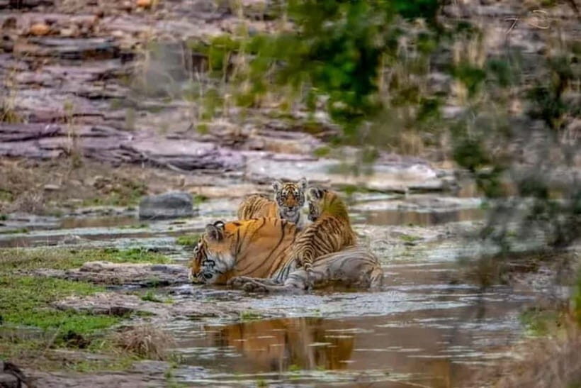 From: Ranthambore: Guided Tiger Safari in Canter - What Wildlife Will You See?
