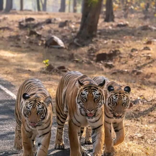 From Ranthambore: Official Tiger Safari in Canter With Guide - Practical Tips for the Safari