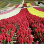 From Sapporo : Hokkaido Furano Tomita Farm Joiner Tour - An In-Depth Look at the Tour Itinerary and Its Highlights